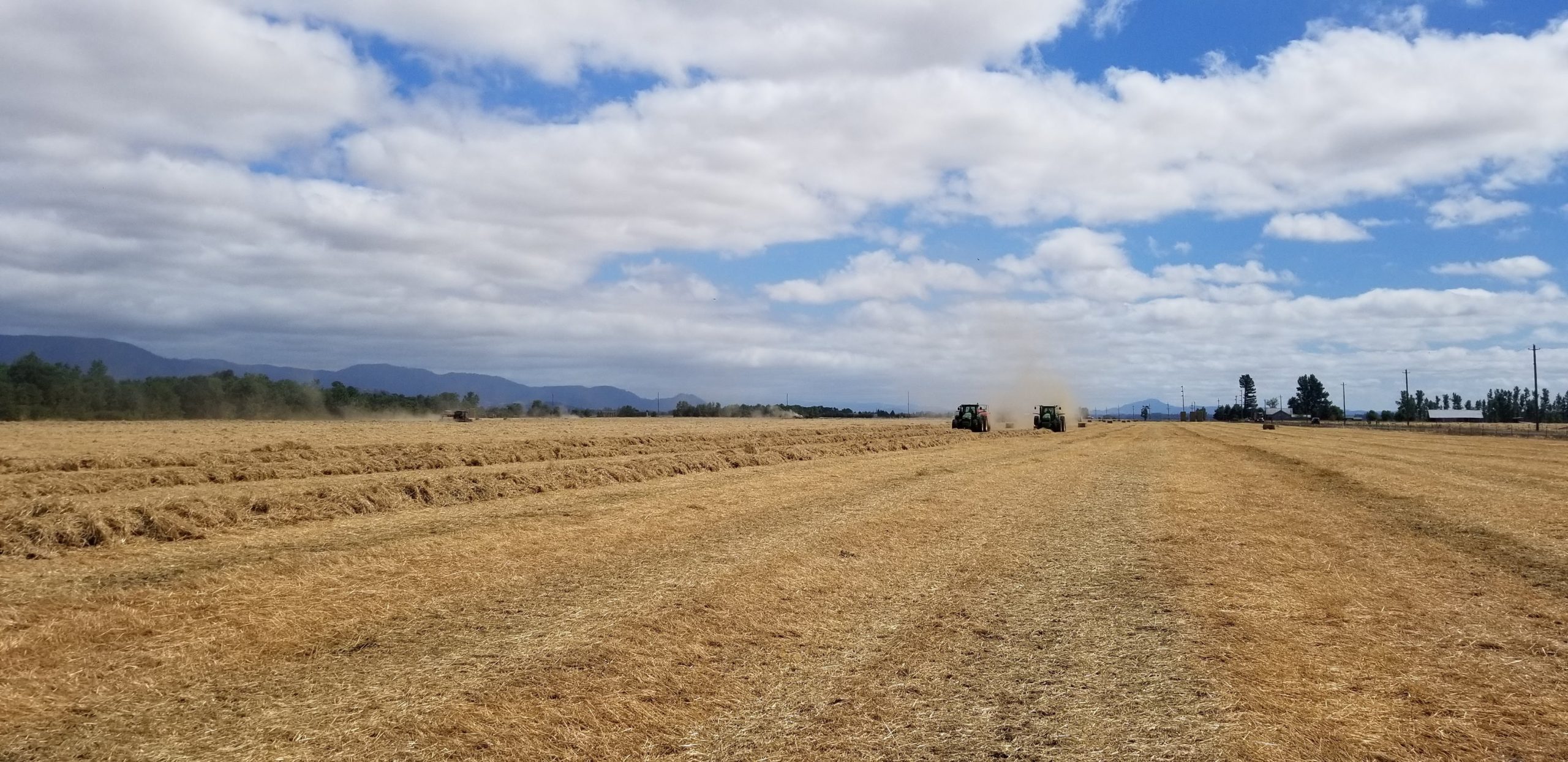 Mediterrán Garden – West Coast Hay Management